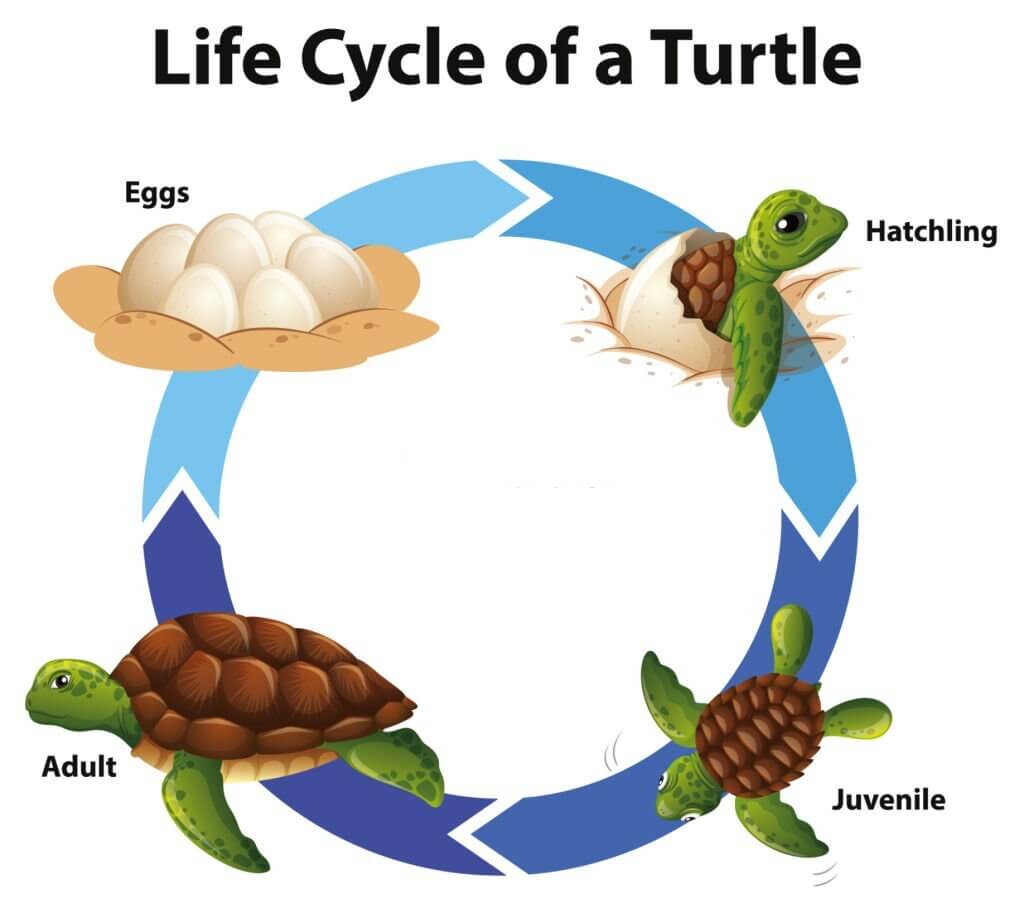 How Long Do Pet Turtles Live? - Turtle Pet Guide