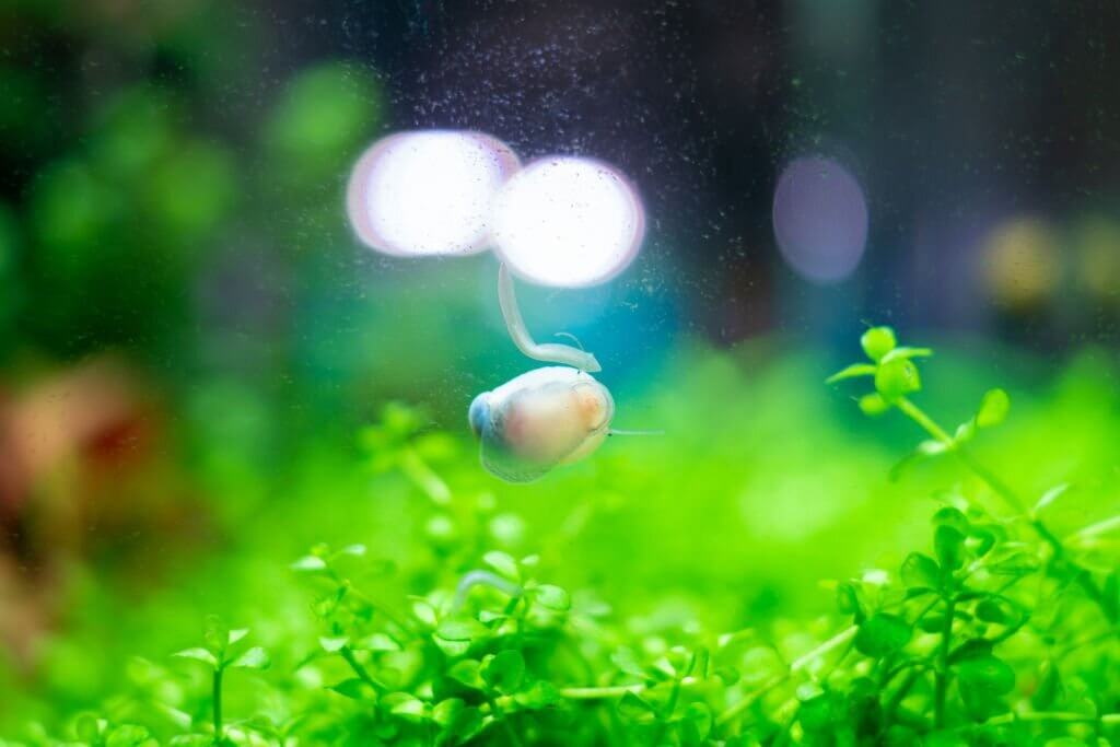 Worms In Turtle Tank: How To Get Rid Of Them? - Turtle Pet Guide