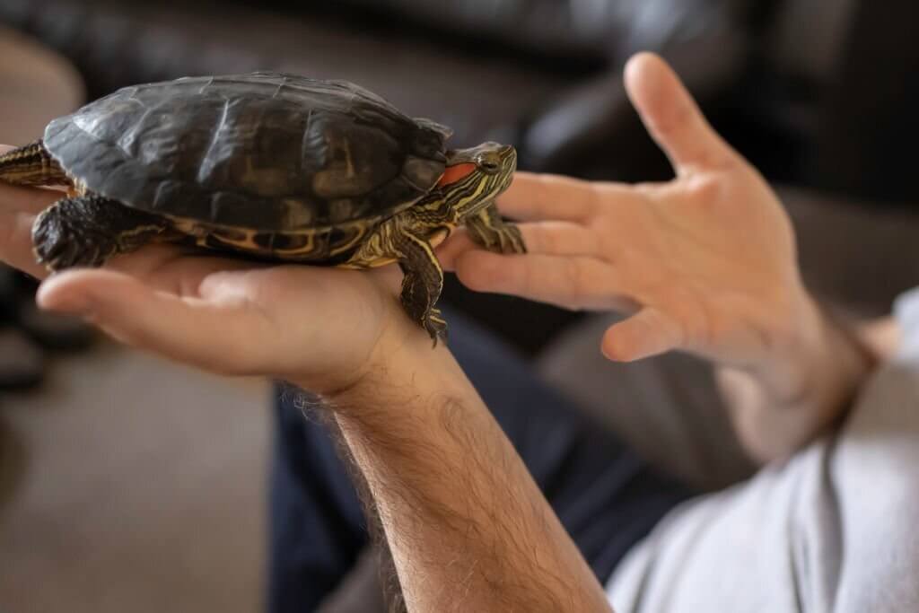 4 Best Pet Turtles For Beginners (And What To Avoid) - Turtle Pet Guide