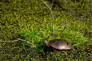 4 Types Of Painted Turtles (+ How To Identify) - Turtle Pet Guide