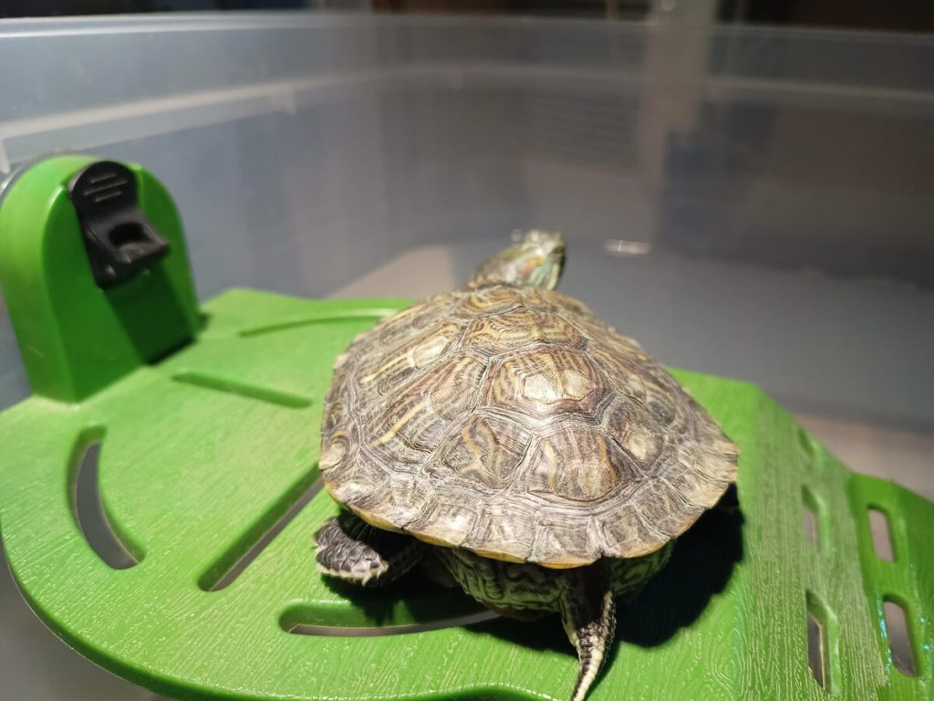 Can You Overfeed A Turtle? - Turtle Pet Guide