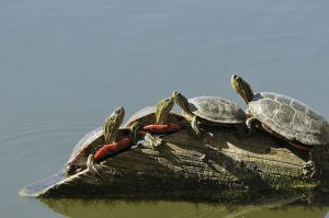 4 Types Of Painted Turtles (+ How To Identify) - Turtle Pet Guide