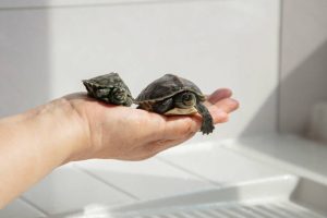 Can You Milk Turtles? - Turtle Pet Guide