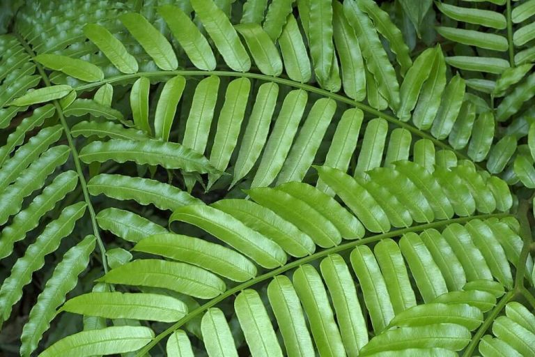 7 Best Plants For Turtle Tank - Turtle Pet Guide