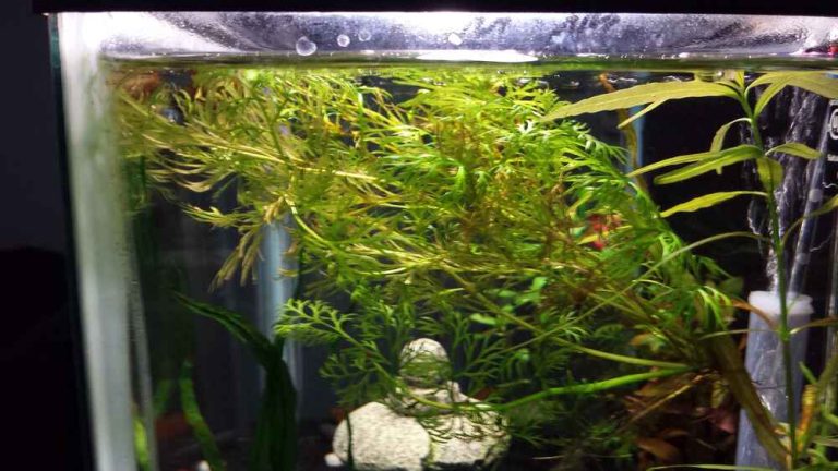 7 Best Plants For Turtle Tank - Turtle Pet Guide