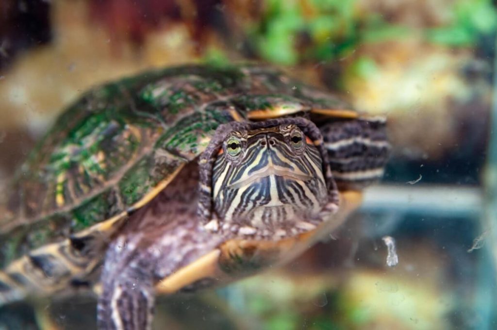 Why Is My Turtle Foaming At The Mouth? What To Do? - Turtle Pet Guide