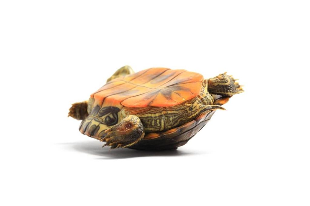 What Happens If You Drop A Turtle On Its Back? - Turtle Pet Guide