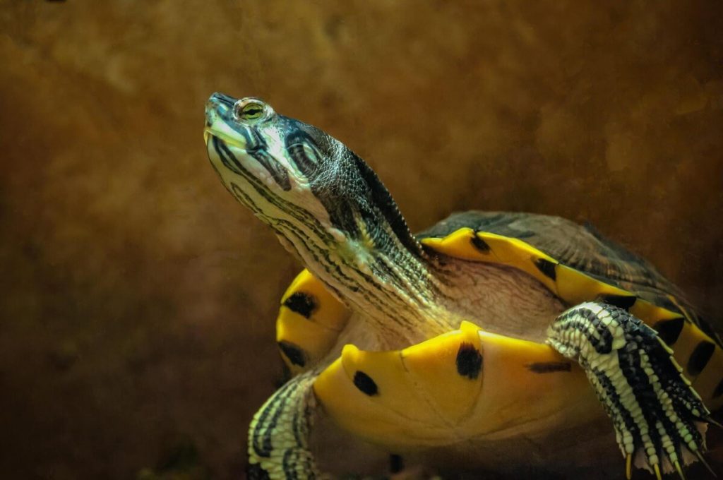 Why Is My Turtle Doing Push Ups? - Turtle Pet Guide