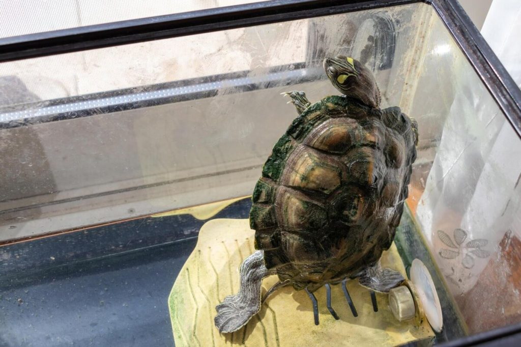 Why Is My Turtle Standing Up? (6 Possible Reasons) - Turtle Pet Guide